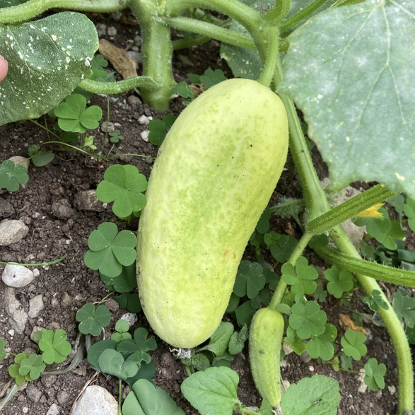 Concombre blanc prolifique - « Plantons la rareté